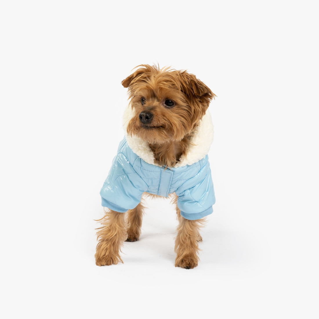 Aspen Dog Jacket | Jackets – Silver Paw